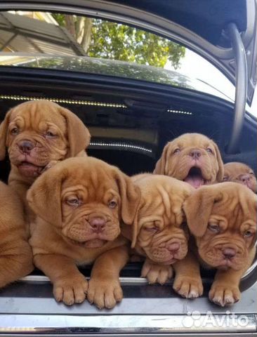 Самое милое создание Бордоский Дог