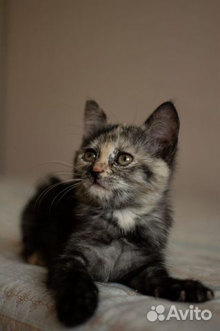 Котенок-девочка, 3 мес., привезу