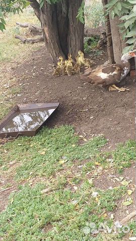 Утята шипуны