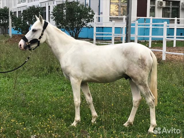 Молодой жеребец рысистая помесь