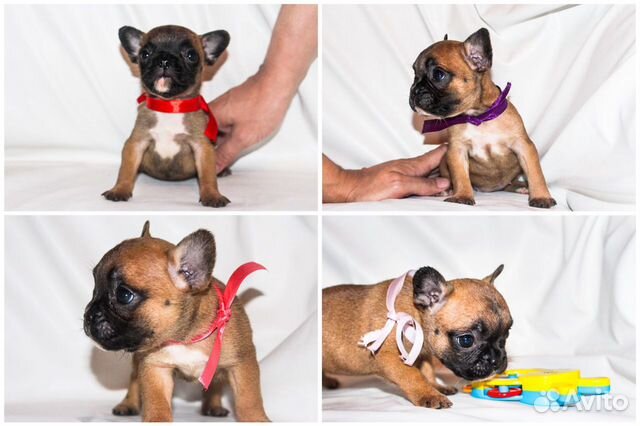 Французские леди