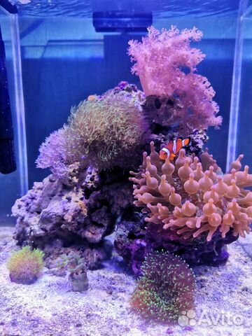 Морской аквариум