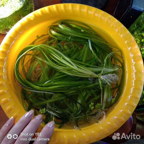 Валиснерия