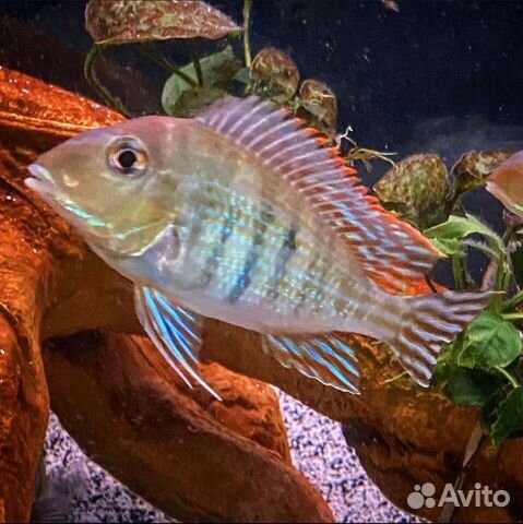 Геофагус суринамский