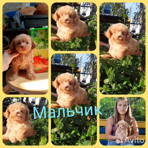 Мальтипу щенки 2.5мес