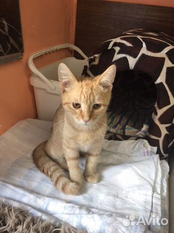 Котенок подкидыш