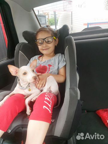 Продам собаку