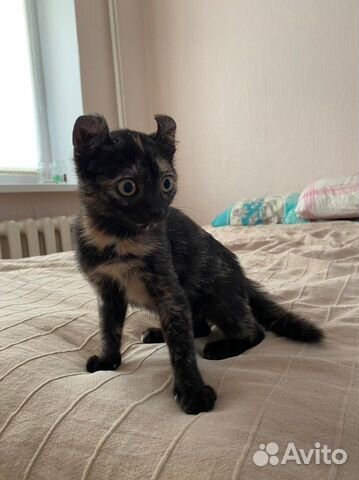Отдам бесплатно в добрые руки маленького котёнка 1