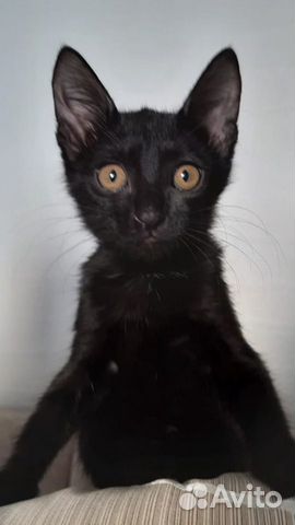 Прикольная девчонка ищет дом