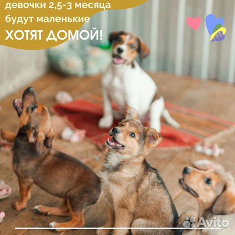 Щенки мелкаши, 3 месяца