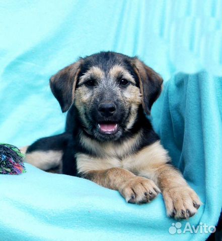 Фаня ищет дом