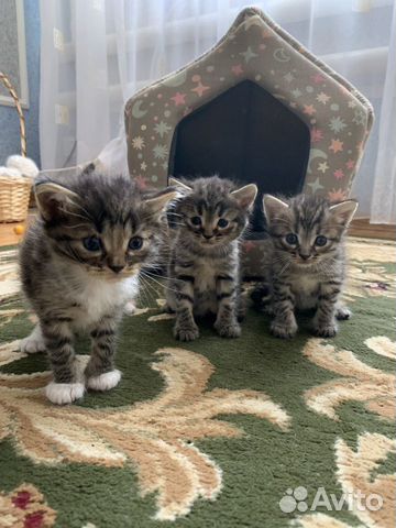 Котята в добрые руки