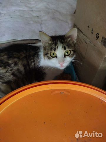 Кошка, котята