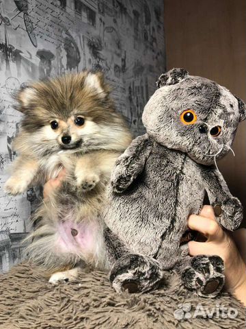 Очаровательный малыш шпиц