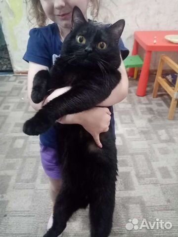 Кот смесь бабтейл с британкой в дар