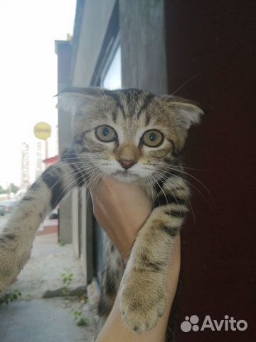 Котенок в добрые руки