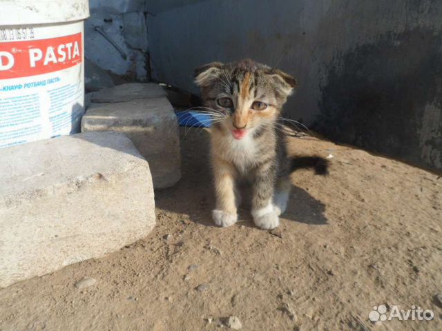 Ищем дом котосемье, есть шотландцы