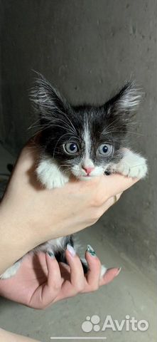 Котята в добрые руки мальчики