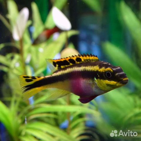 Пельвикахромис пульхера
