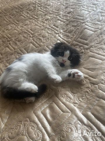 Продам веслоухого котенка