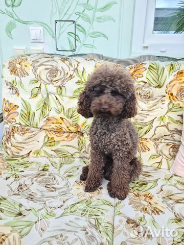 Мини пудель на вязку