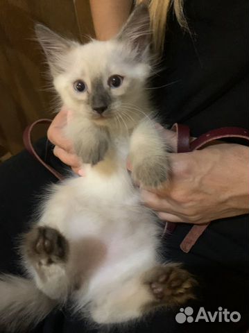 Котенка в очень добрый руки