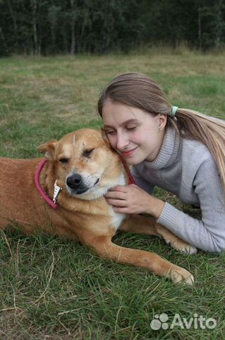 Верный хвостик ищет семью