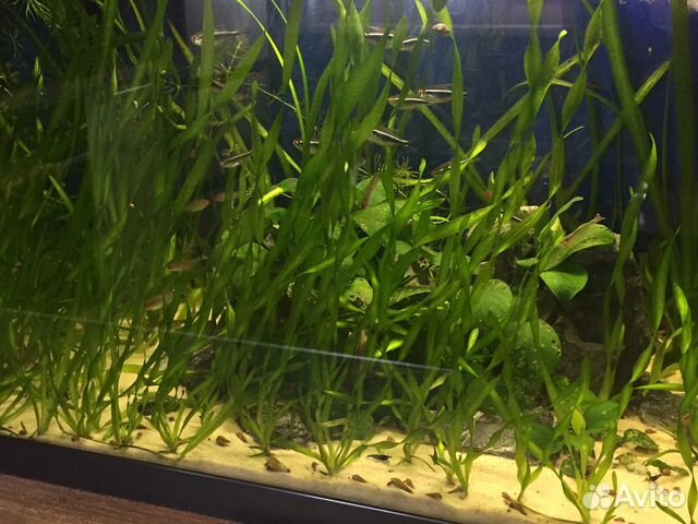 Аквариумное растение. Валиснерия спиралевидная