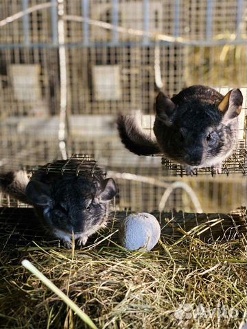 Шиншилла серый стандарт