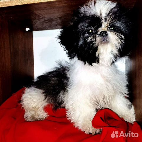 Шитцу (любимая порода) мальчик