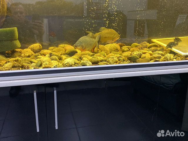 Пираньи Паку