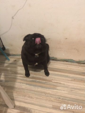 Мопс
