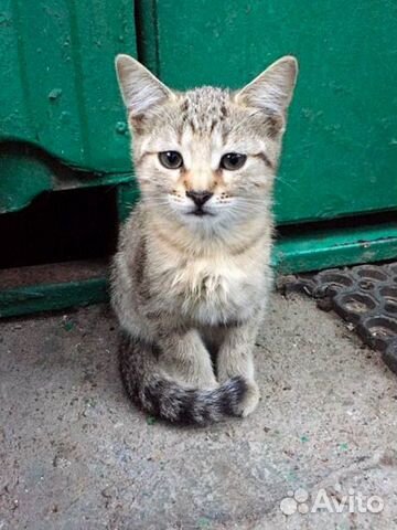 Красивый котенок Яся из подвала в добрые руки