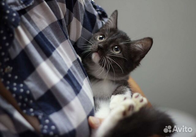 Лика маленький котенок девочка, 3 мес