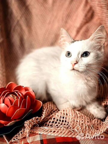 Котёнок-чудо в дар