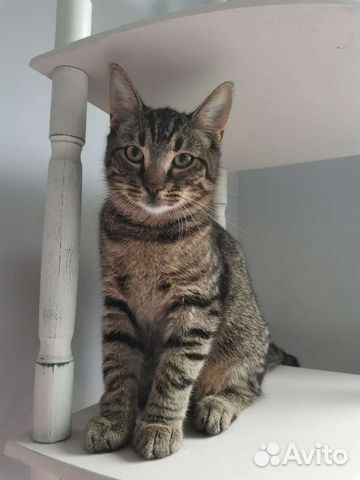 Сибиряк Максим