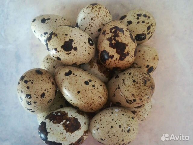 Яйца перепелиные домашние