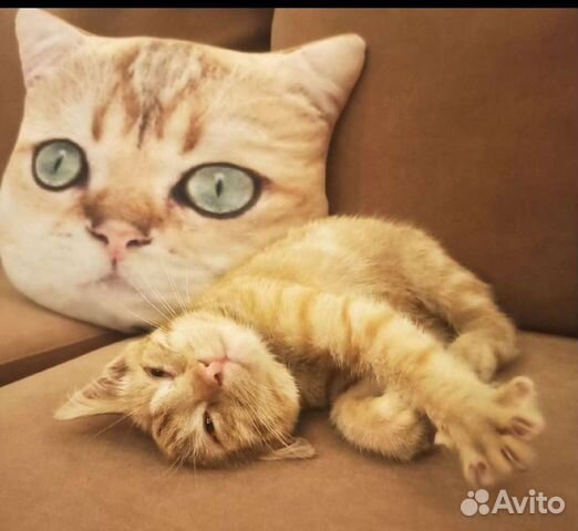 Рыжее солнышко ищет дом