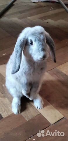 Веслоухий кролик