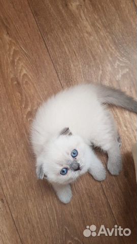 Две кошечки британки ищут новый дом