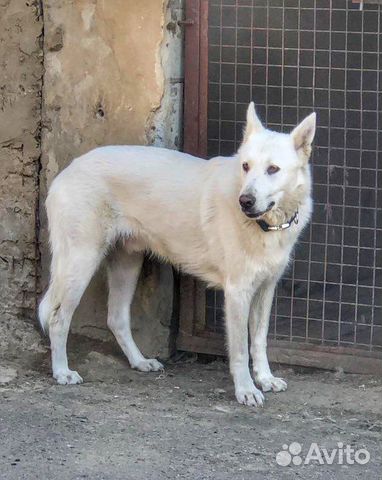 Красавчик Джой ищет дом