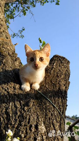 Отдадим котенка. Мальчик, 3 мес. К лотку приучен