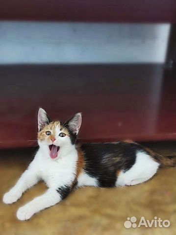 Котёнок. Кошечка трёхцветная