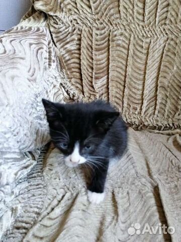 Котята (двор классик)