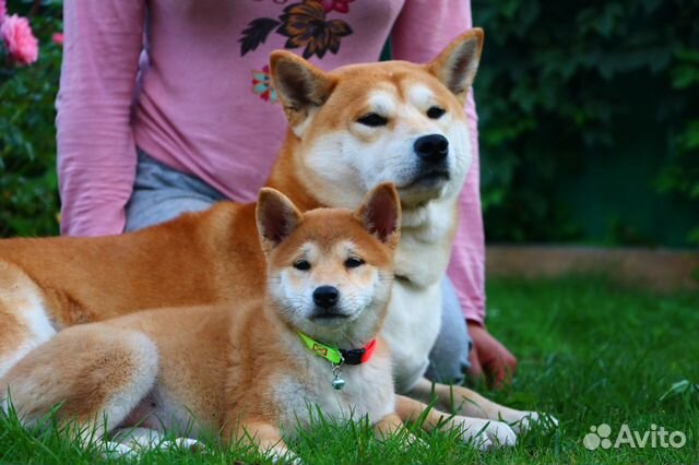 Предлагаем щенка Сиба-ину девочка