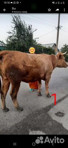Продаётся тёлка