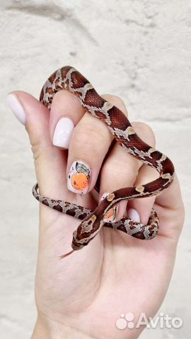 Маисовые полозы самцы и самки