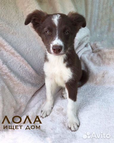 Щенок Л О Л А ищет дом