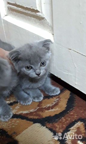 Британские вислоухие котята