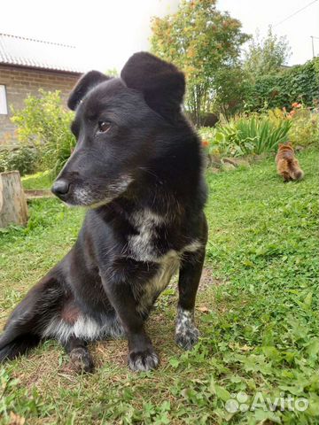 Маша ищет дом